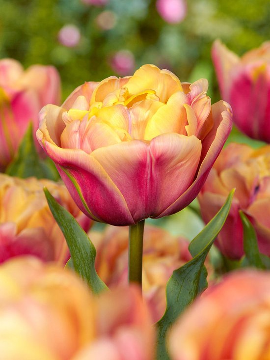50x Tulpen 'La belle epoque' - BULBi® bloembollen en planten met ...