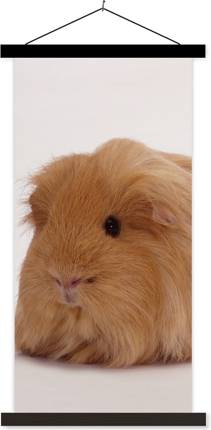 Posterhanger incl. Poster - Schoolplaat - Sheltie cavia - 60x120 cm ...