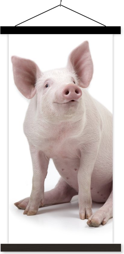 Porte-affiche avec affiche - Affiche scolaire - Cochon - Animaux de la ...