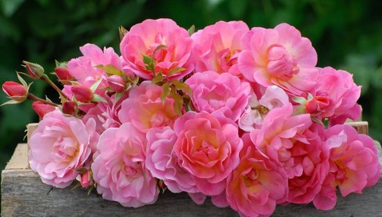 Maxi Vita | Struikroos | Roze | Doorbloeiend | Sterke roos | bol.com