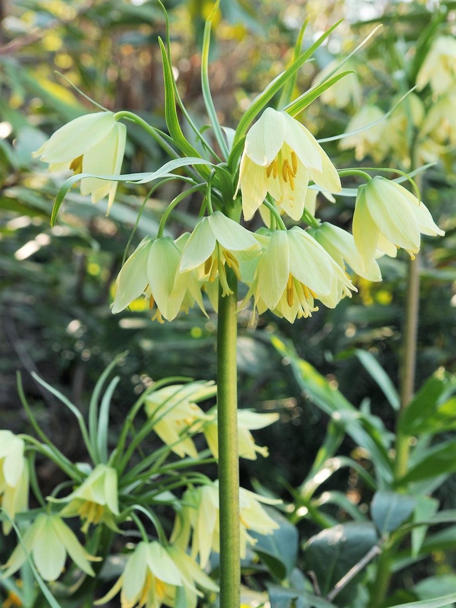 6x Fritillaria 'Fritillaria raddeana' - BULBi® bloembollen en planten ...