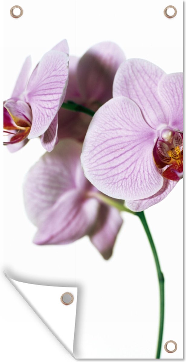 Décoration murale d'extérieur Fleur d'orchidée rose - 80x160 cm - Toile ...