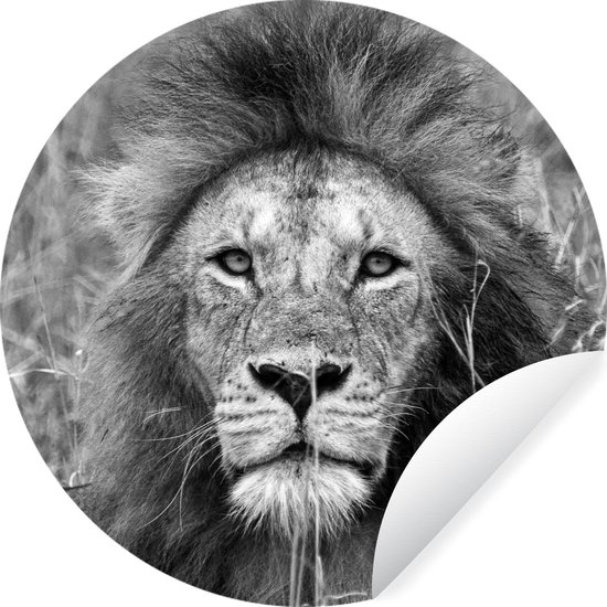 WallCircle - Muurstickers - Behangcirkel - Leeuw - portret - Dieren - 80x80 cm -... | bol