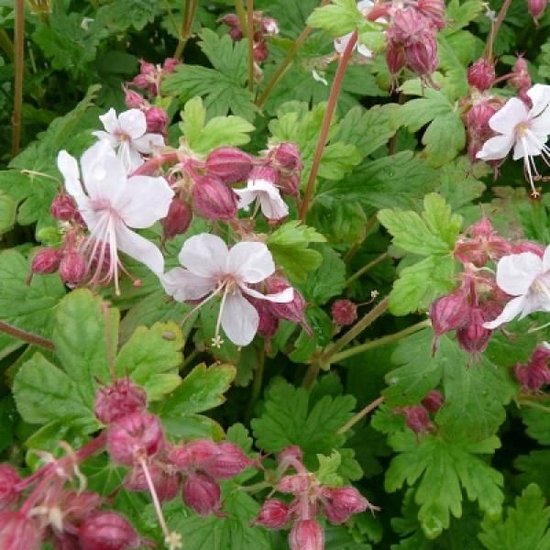 12 X Ooievaarsbek Wit Roze Bodembedekker Winterhard Geranium 12 X Ooievaarsbek Wit Roze Bodembedekker Winterhard Geranium