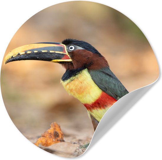 Behangcirkel - Vogel - Toekan - Veren - Landschap - Zelfklevend behang - 100x100 cm -... | bol
