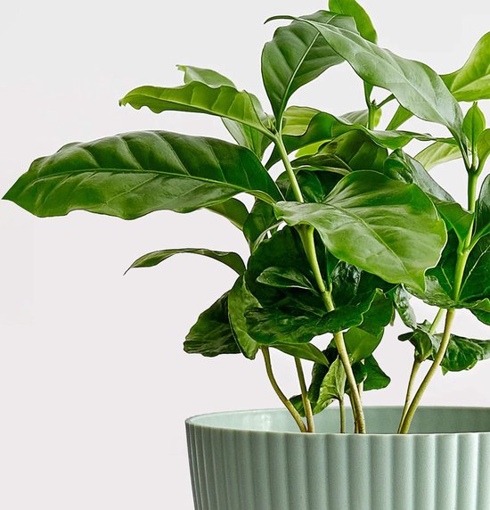 Grote Plantenpotten 7 Inch 5-Pack - Buiten Binnen Bloempotten met ...