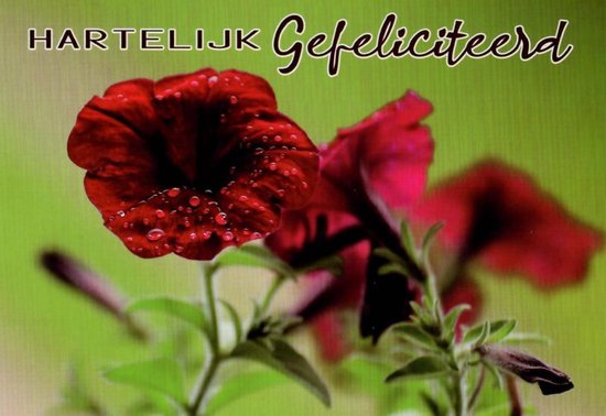 Wenskaart | 10 stuks | Hartelijk gefeliciteerd | bol Wenskaart | 10 stuks | Hartelijk gefeliciteerd | bol