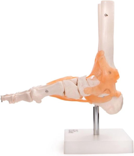 Anatomisch model enkelgewricht met flexibele banden - Levensgroot en ...