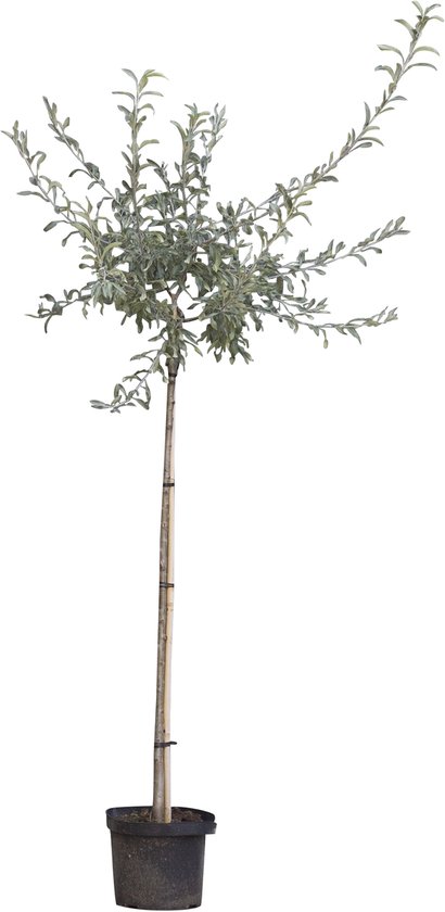 Wilgbladige treur sierpeer | Pyrus salicifolia 'Pendula' 4-8 cm 120 cm ...