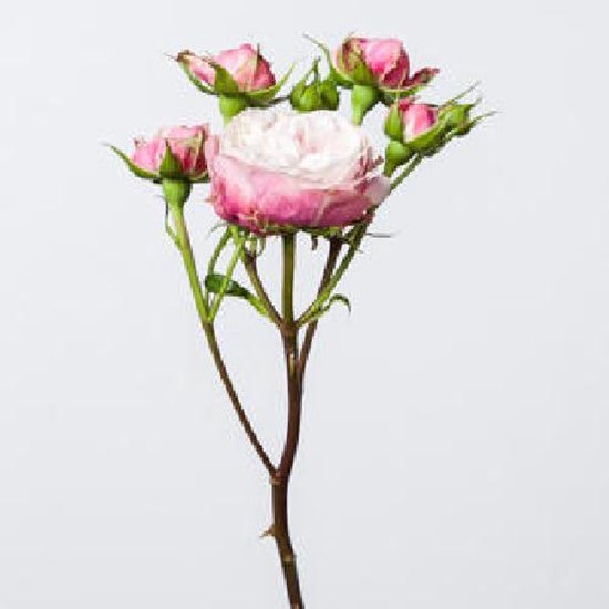 10x Rosa victorian classic@ 60cm | bol