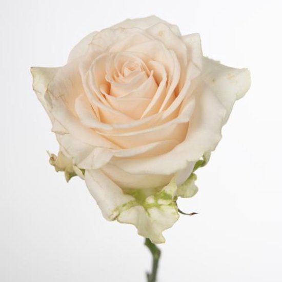 10x Rosa sweet caroline 70cm | bol