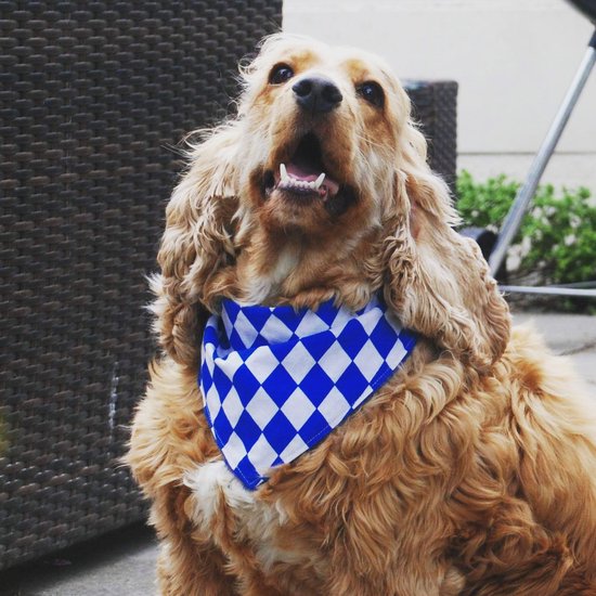 Bavaria Blue White Check Dog Bandana - Dimples | bol