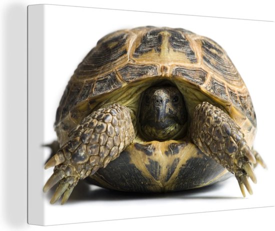 Canvas Schilderij Schildpad met kop in schild voor een witte achtergrond - 140x90 cm -... | bol