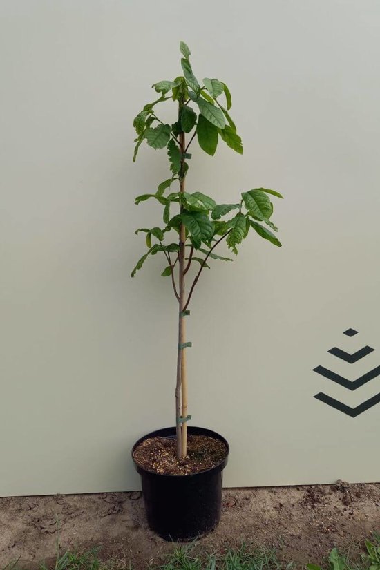 Jonge Pawpaw boom | Asima triloba | 80-100cm hoogte | bol.com