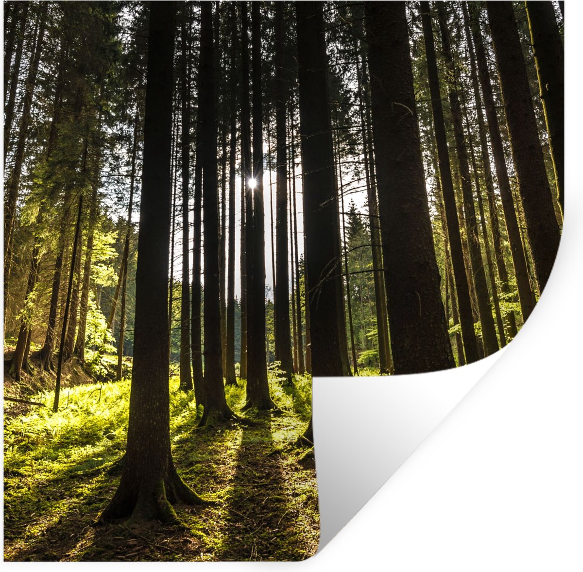 Muurstickers - Boom - Natuur - Zon - Bos - 50x50 cm - Plakfolie | bol.com