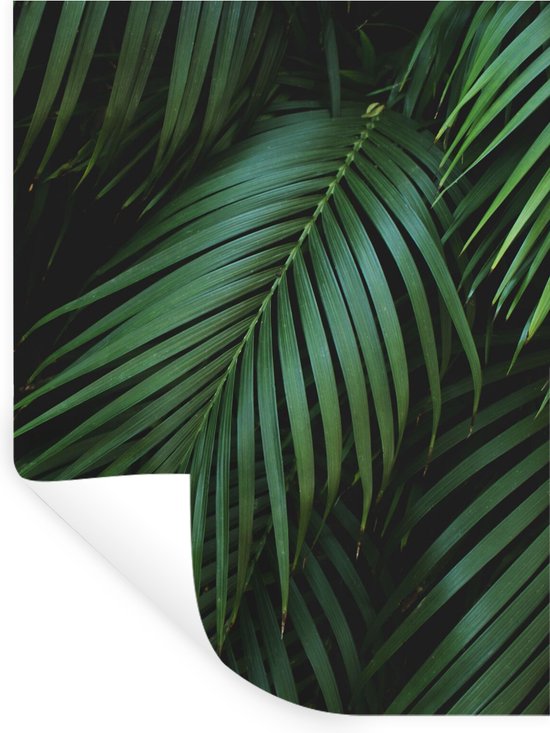 Muurstickers - Sticker Folie - Palmbladeren - Palmen - Tropical - 60x80 ...