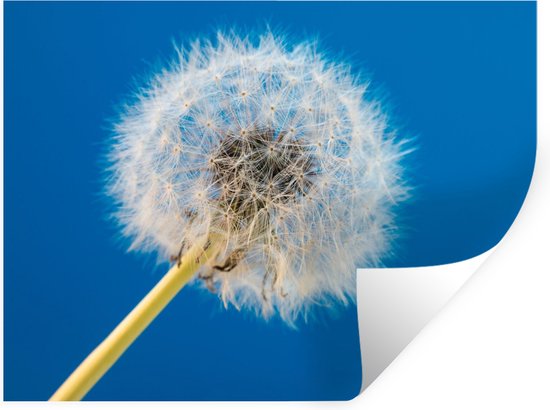 Muurstickers - Sticker Folie - Paardenbloem - Bloem - Terras - 40x30 cm ...