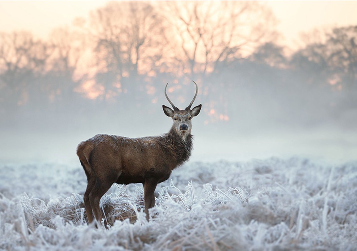 Plexiglas Schilderij Edelhert in de Winter | bol.com