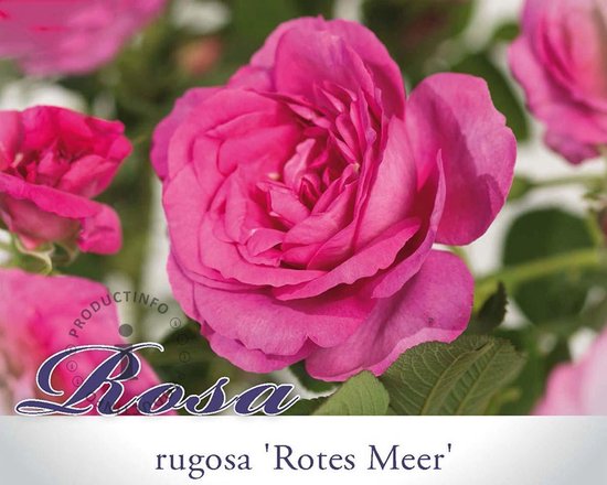 Rosa rugosa 'Rotes Meer' | bol.com