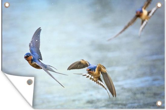 Tuinposter - Tuindoek - Tuinposters buiten - Zwaluw - Water - Blauw ...