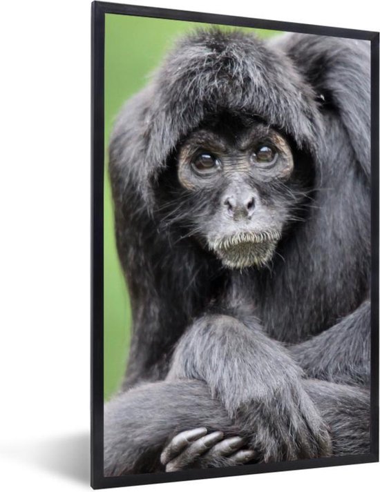 Fotolijst incl. Poster - Een zwarte slingeraap uit de dierentuin ...