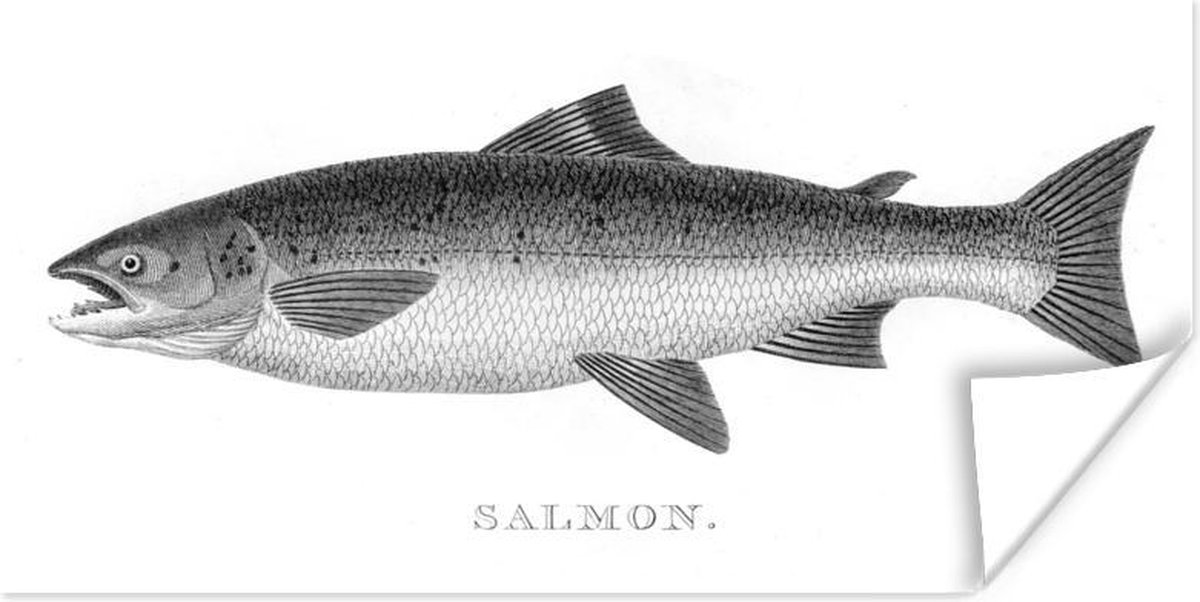 Poster Een getekende illustratie van een vis - 80x40 cm | bol.com