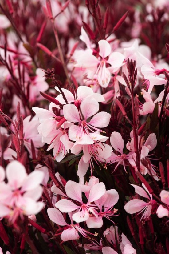3 stuks | Gaura lindheimeri Siskiyou Pink P9 | Latijnse naam: Gaura ...