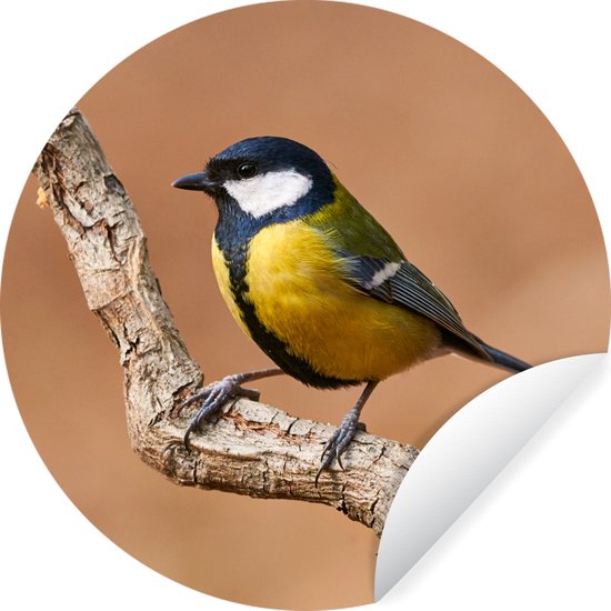 WallCircle - Behangcirkel - Koolmees - Vogel - Takken - Zelfklevend behang - 100x100... | bol.com