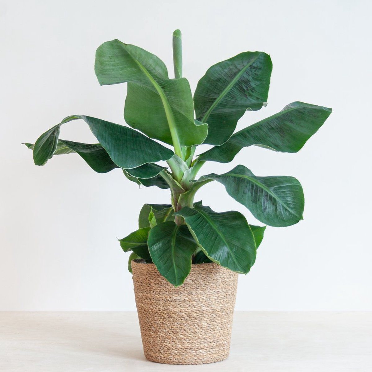 Plantje.nl - Musa Dwarf Cavendish - Bananenplant - P21 - Zon planten | bol.com