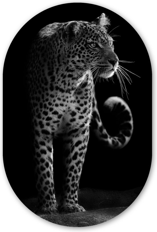 Wall Oval - Décoration murale Plastique - Tableau Ovale - Animaux ...