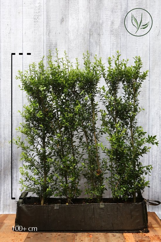 10 stuk(s) | Ilex maximowicziana 'Kanehirae' Kant-en-klaar Hagen 100 ...