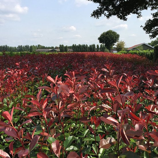 10 stuks | Glansmispel 'Red Robin' Kluit 60-80 cm - Bloeiende plant ...