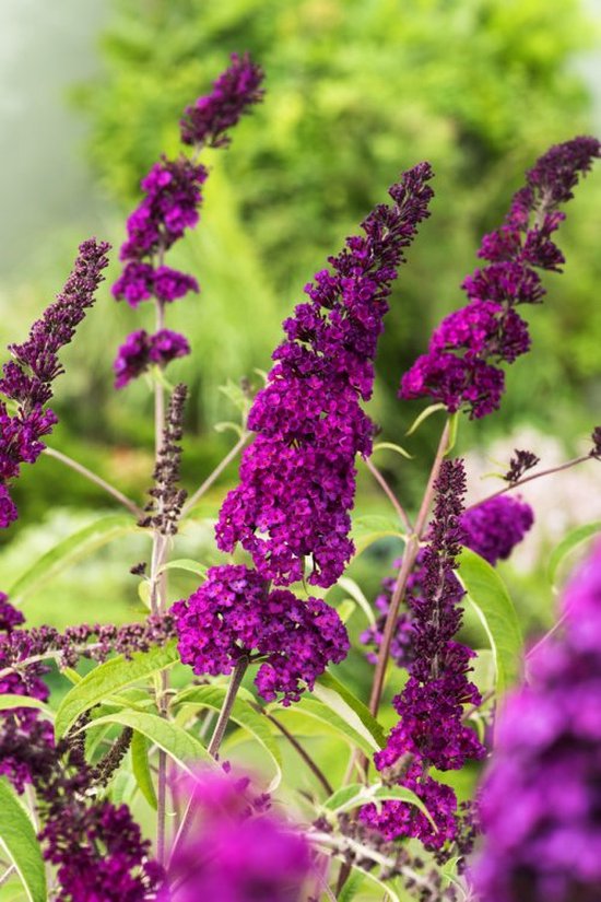 Buddleja davidii 'Royal Red' C2 40-60 cm - Bladverliezend | bol.com