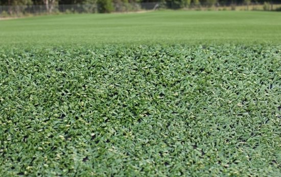 Niba® Kunstgras 4x3 meter - 9mm Poolhoogte - Basic Line - Laagpolige ...
