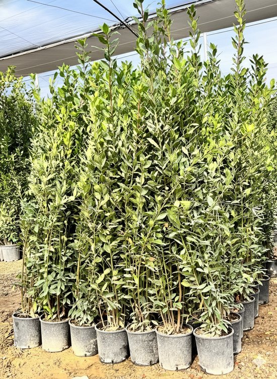 Sunny Tree Laurus Nobilis – Echte Laurierstruik, Wintergroen, 160 cm ...