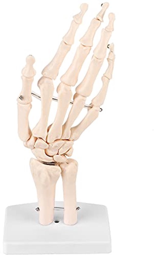 Anatomisch Handmodel - Menselijk Skelet - Levensgroot - PVC Plastic | bol