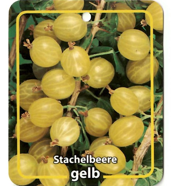 Oosterik home - Ribus Uva-Crispa Stachelbeere Gelb | bol