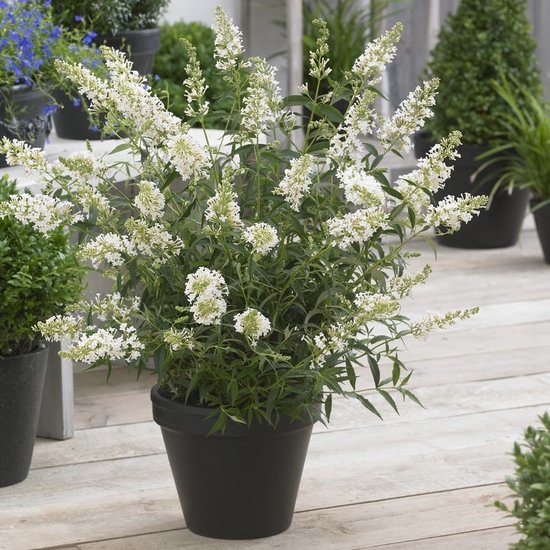 8 x Laagblijvende Vlinderstruik Wit - Dwergvlinderstruik Winterharde ...