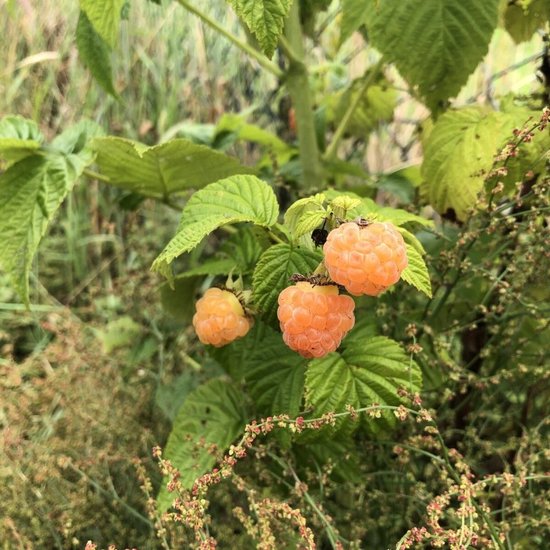 4 x Frambozenstruik Fallgold Gele Framboos - Winterharde Fruitplant ...