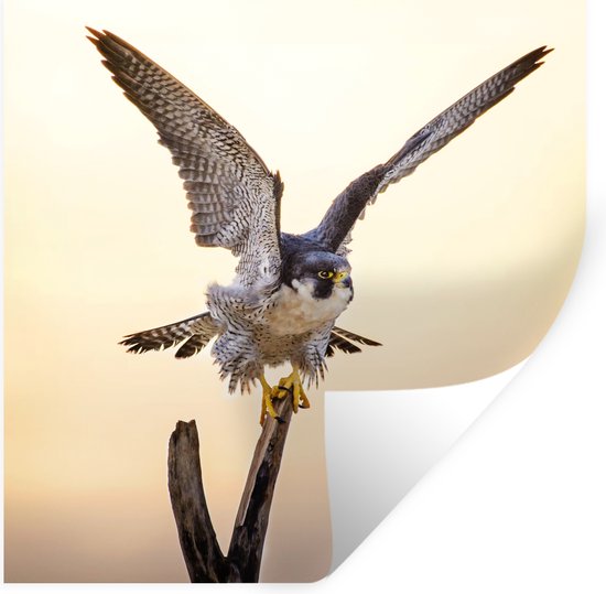 Muurstickers - Sticker Folie - Slechtvalk - Zon - Vleugels - 120x120 cm ...