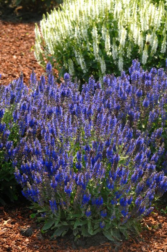 Plants Online - Tuinplanten - Vaste planten - Set van 5 - Salvia ...