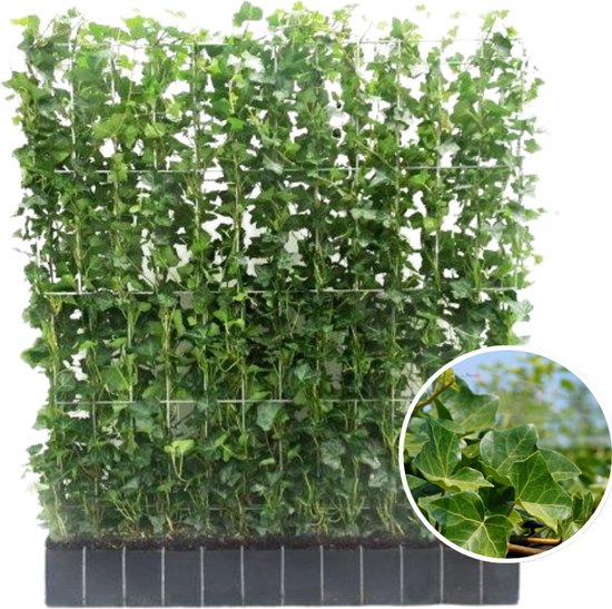 Hedera Hibernica - Klimop - Kant-En-Klaar Haag | 120Cm | bol
