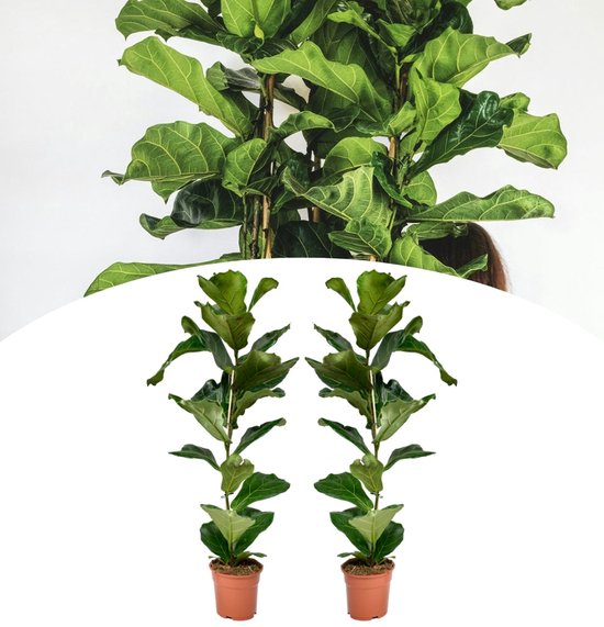 NatureNest - Tabaksplant - Ficus Lyrata - 2 stuks - 60-80cm | bol