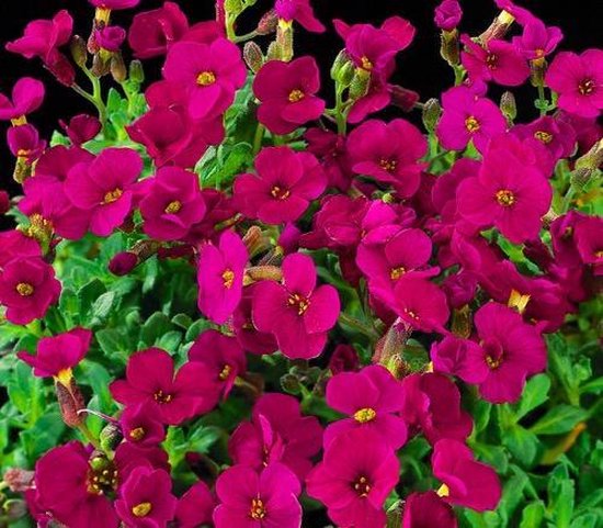 5 stuks Aubrieta Red Carpet | bol.com