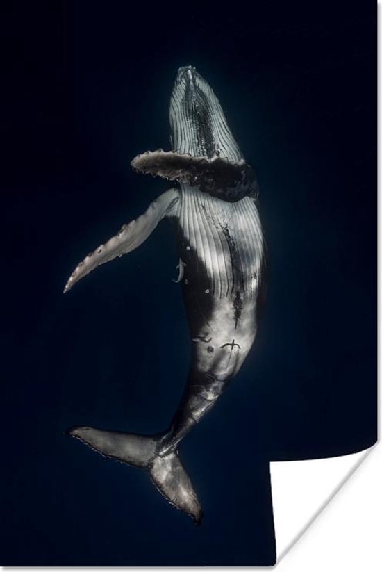 Le bas d'un poster baleine à bosse 120x180 cm - Tirage photo sur Poster ...