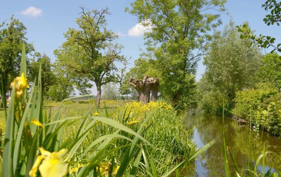 Fotobehang Oude boomgaard 250 x 260 cm - € 175,-- | bol.com