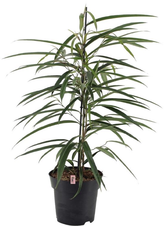 Ficus Binnendijkii Alii | bol.com