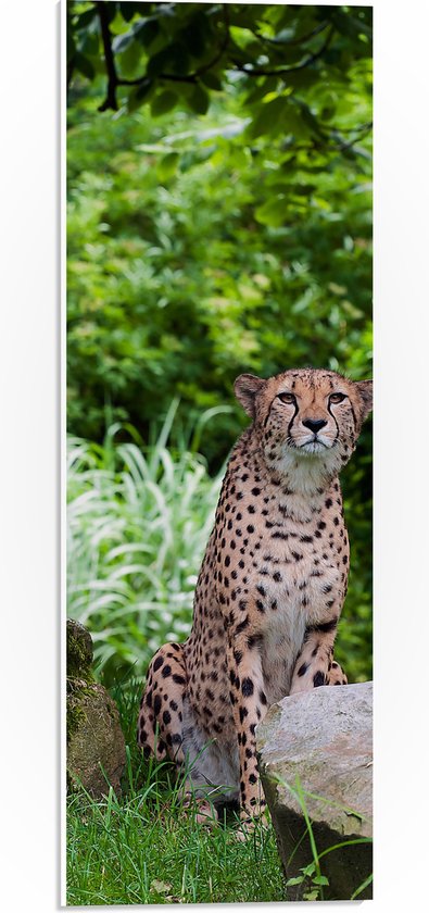 PVC Schuimplaat - Zittende Panter tussen Grote Stenen in Groen NatuurgebiedZittende... | bol
