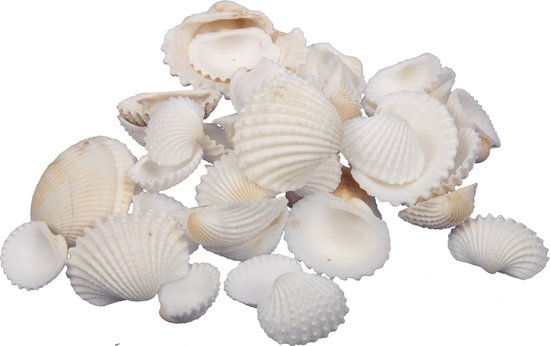 Othmar Decorations Decoratie/hobby schelpen mix - 2x 500 gr - naturel ...