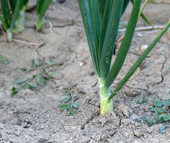Zaden - Zomerbloeiers - Groente & Fruit - Bosuien - Type White Lisbon ...